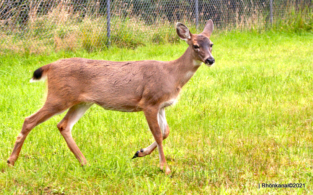 Totes Reh fällt auf die Straße und beschädigt Audi zwischen ...