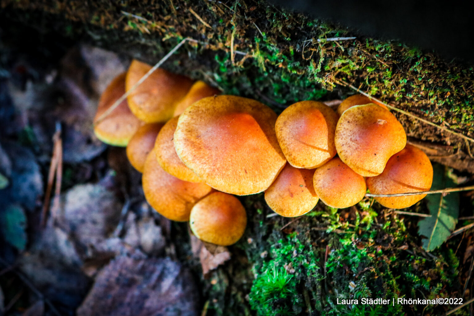 UPDATE – Pilz-Saison eröffnet – Die größten Pilze der Rhön – Rhönkanal ...