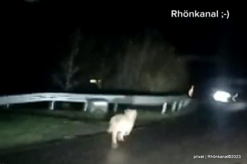 VIDEO – Wolf jagt durch Schwallungen – Große Aufregung um wildes Tier ...