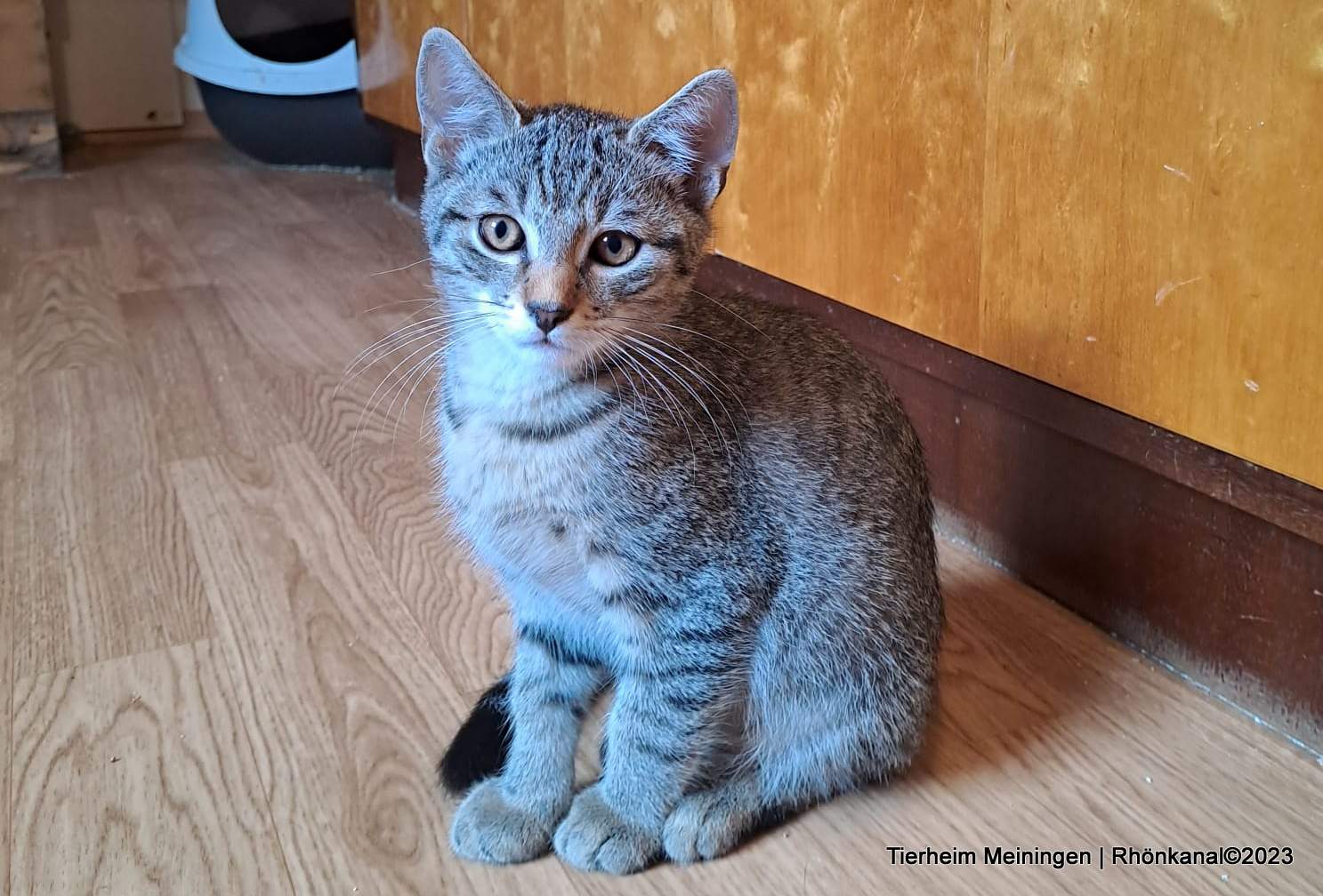 Fredi, Fred & Frieda – Startklar für ein neues Leben bei Dir – Tierheim ...